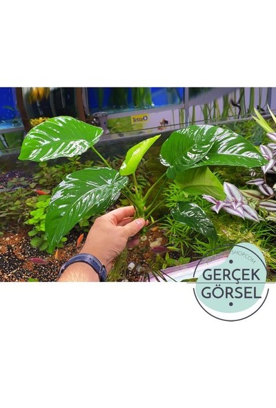 Akvaryum Bitkileri Anubias Broad Leaf 6-8 Yapraklı Canlı Bitki Xl Akvaryum Bitkileri Anubias Broad Leaf 6-8 Yapraklı Canlı Bitki Xl