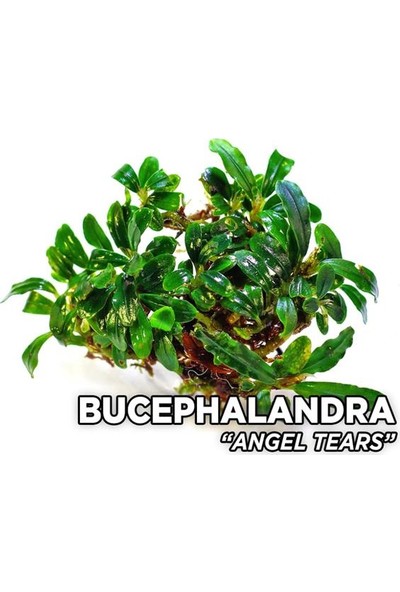 Akvaryum Bitkileri Bucephalandra Angel Tears Saksı Canlı Bitki Akvaryum Bitkileri Bucephalandra Angel Tears Saksı Canlı Bitki