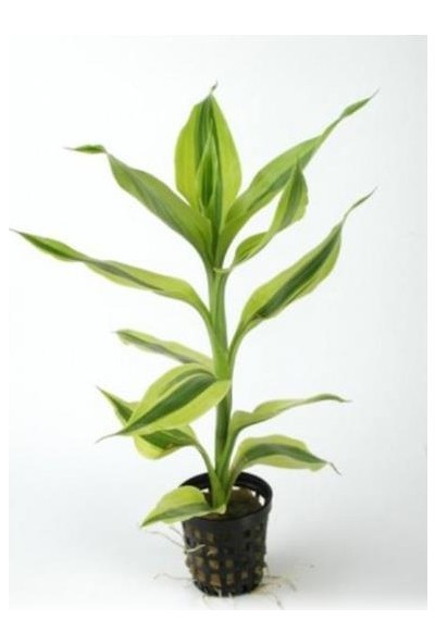 Akvaryum Bitkileri Dracaena Variegatus Saksı Canlı Bitki Akvaryum Bitkileri Dracaena Variegatus Saksı Canlı Bitki