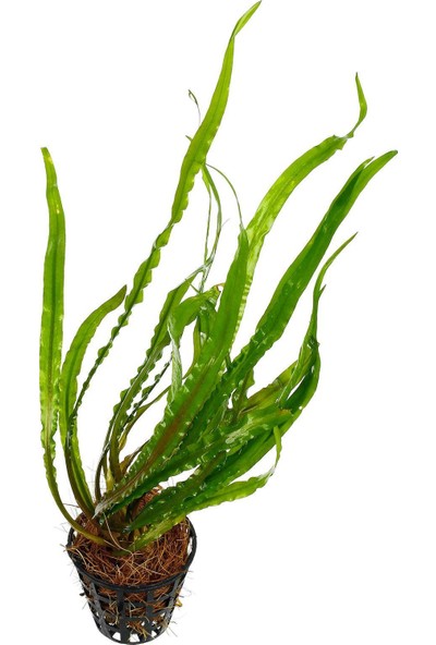 Akvaryum Bitkileri Cryptocoryne Spiralis Saksı Canlı Bitki Akvaryum Bitkileri Cryptocoryne Spiralis Saksı Canlı Bitki