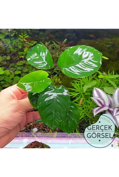 Akvaryum Bitkileri Anubias Broad Leaf 6-7 Yapraklı Canlı Bitki M Akvaryum Bitkileri Anubias Broad Leaf 6-7 Yapraklı Canlı Bitki M