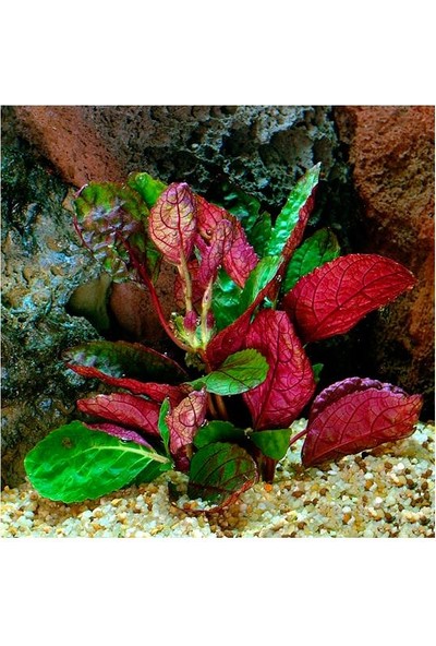 Akvaryum Bitkileri Hemigraphis Colorata Saksı Canlı Bitki Akvaryum Bitkileri Hemigraphis Colorata Saksı Canlı Bitki