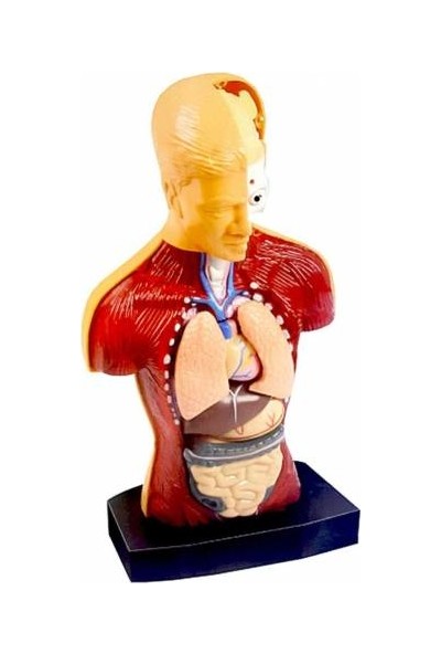 Asya Oyuncak İnsan Vücudunu Keşfediyorum Eğitici Oyun Seti -10 Parça