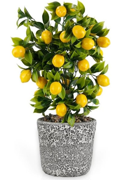 Çılgın Çiçek Limon Ağacı