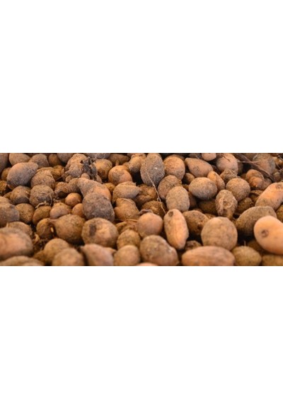 Aktarım Salep Yumrusu 50 Adet Aktarım Salep Yumrusu 50 Adet