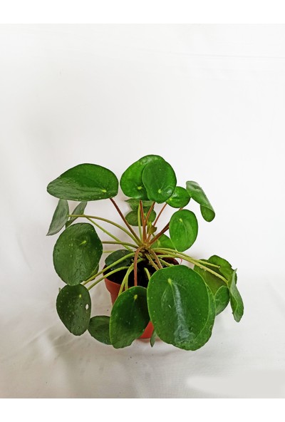 Bitki Fidanım Pilea Peperomioides-Pia- Çin Para Bitkisi Bitki Fidanım Pilea Peperomioides-Pia- Çin Para Bitkisi