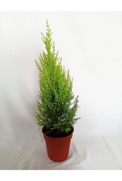 Bitki Fidanım Limoni Servi(Cupressus Macrocarpa ‘goldcrest’),limon Çamı 40-50CM Bitki Fidanım Limoni Servi(Cupressus Macrocarpa ‘goldcrest’),limon Çamı 40-50CM