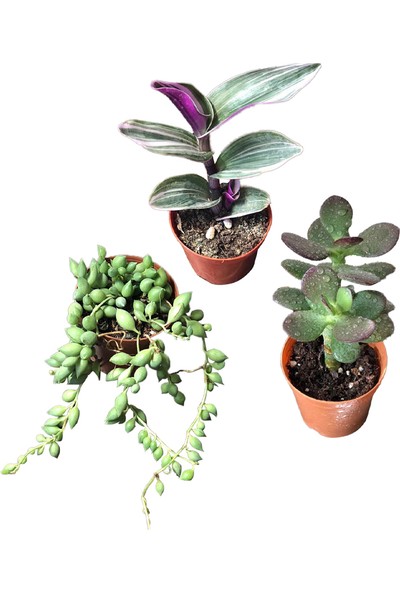 Socactus Para Ağacı Çiçeği - Tespih Çiçeği - Tradescantia Zebrina Kaktüs&sukulent