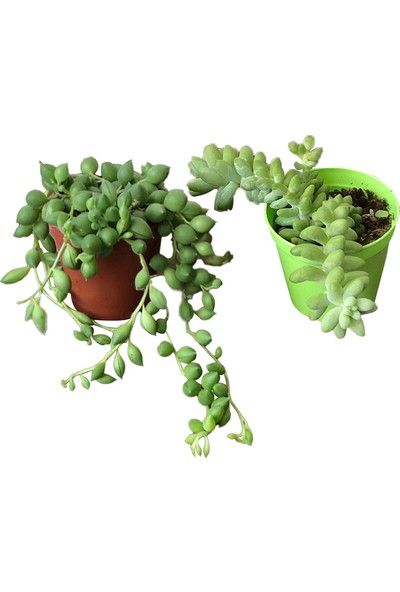 Socactus Sedum Morganianum ve Tespih Çiçeği Kaktüs&sukulent