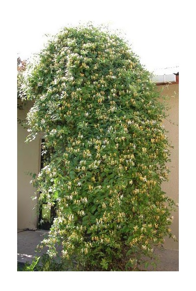 Hanımeli Sarmaşığı Beyaz Çiçekli Kokulu Dev Boy (Lonicera Caprifolium) 150+CM, Saksıda