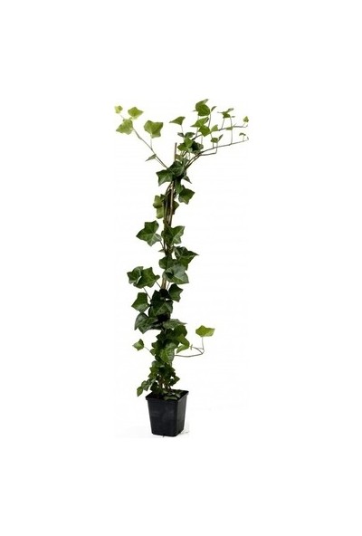 Hedera Helix Küçük Yeşil Yapraklı Orman Sarmaşığı, Dev Boy +150 Cm, Saksıda