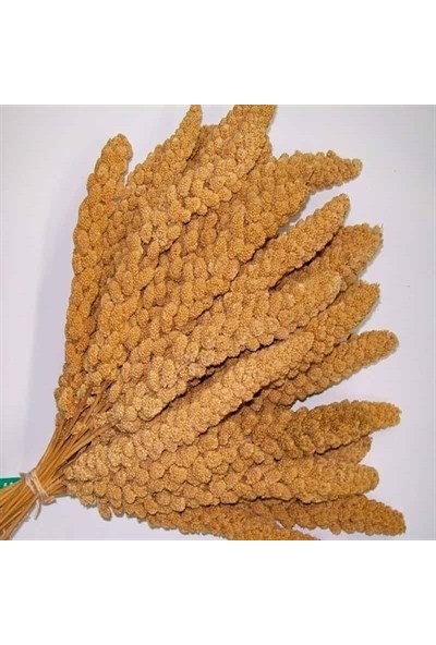 Özlem Sarı Dal Darı 500 gr