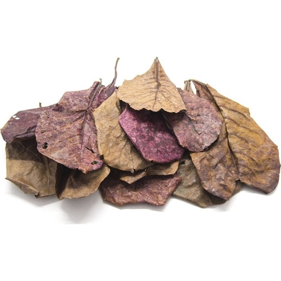 Doğal Catappa Yaprağı Büyük Boy Hint Bademi 10 Yaprak Fiyatı