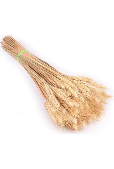Nettenevime Kuru Çiçek Doğal Başak Buğday Başağı 1. Kalite Şoklanmış Bozulmaz Nettenevime Kuru Çiçek Doğal Başak Buğday Başağı 1. Kalite Şoklanmış Bozulmaz