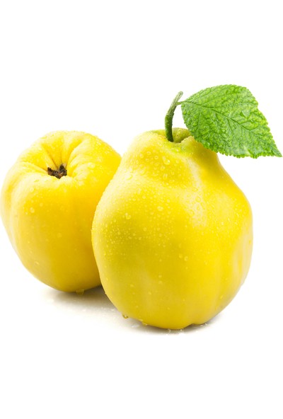 Meyve Ağacım Ayva - 5 kg Meyve Ağacım Ayva - 5 kg