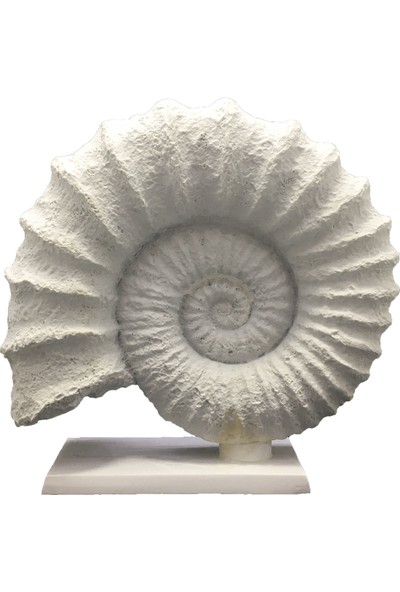 Mobi̇lyakoli̇k Kaideli Deniz Kabuğu 30 x 32 cm