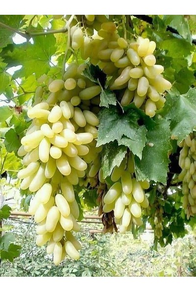 Fidancıyız Tüplü Fidan Hatun Parmağı Üzüm Fidanı Fidancıyız Tüplü Fidan Hatun Parmağı Üzüm Fidanı