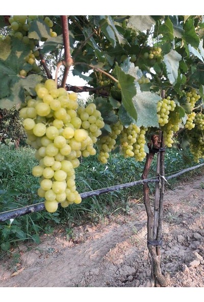 Fidancıyız Tüplü Fidan Çekirdeksiz Erkenci Beyaz Üzüm Fidanı Fidancıyız Tüplü Fidan Çekirdeksiz Erkenci Beyaz Üzüm Fidanı