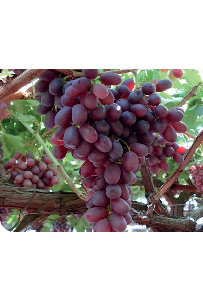 Fidancıyız Tüplü Fidan Vitroplant Anatolia Üzüm Fidanı