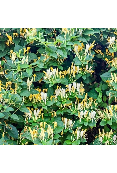 Fidancıyız Tüplü Yoğun Kokulu Hanımeli Fidanı