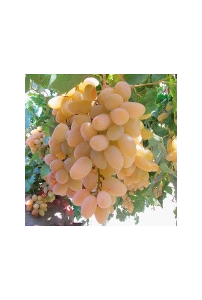 Fidancıyız Razaki Üzüm Fidanı