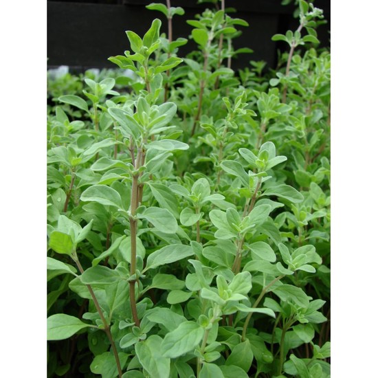 The Best Online Origanum Onites Izmir Kekiği, Bilyalı Kekik, Fiyatı