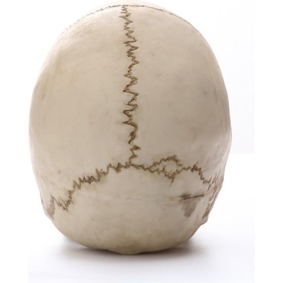 1:1 Insan Kafası Kafatası Heykeli Dekor Tıbbi Öğretim Kroki Fiyatı