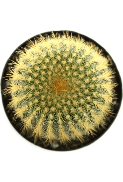 Levant Notocactus Altın Top Kaktüs Levant Notocactus Altın Top Kaktüs