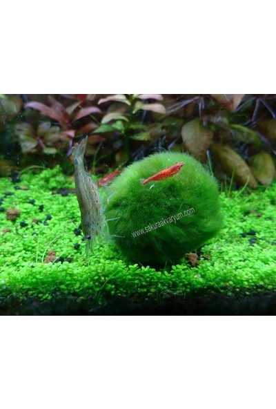 Akvaryum Bitkileri Mossball 3-5 cm