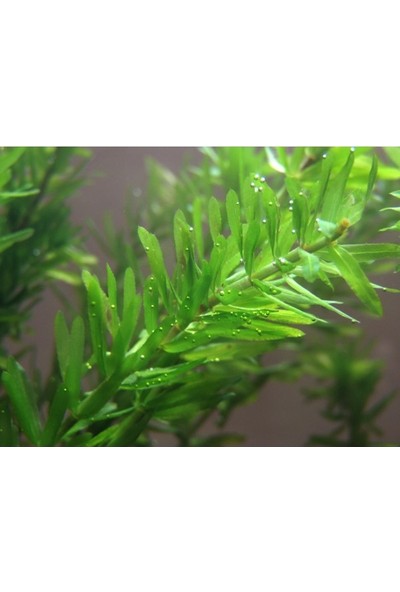 Akvaryum Bitkileri Egeria Densa - Eledoa