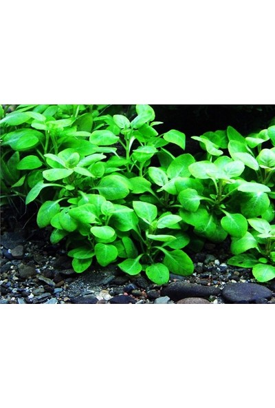 Akvaryum Bitkileri Lobelia Cardinalis