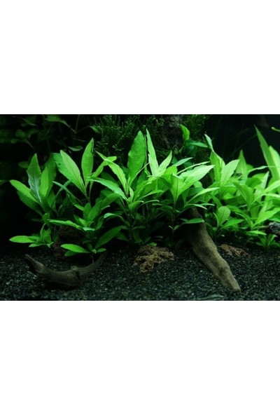 Akvaryum Bitkileri Hygrophila Corymbosa - Limon