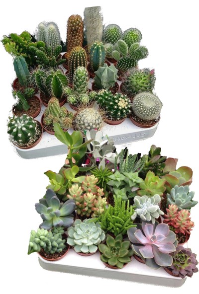 Ege Garden 10'lu Kaktüs ve Sukulent Set