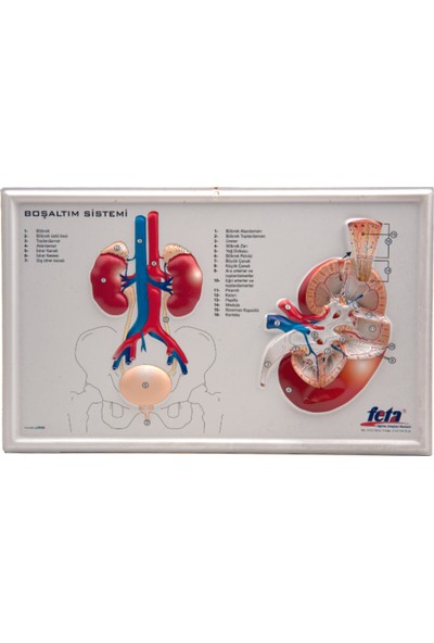 Edulab Boşaltım Sistemi Kabartma