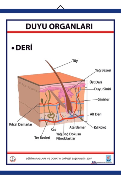 Edulab Duyu Organları Levhası Deri