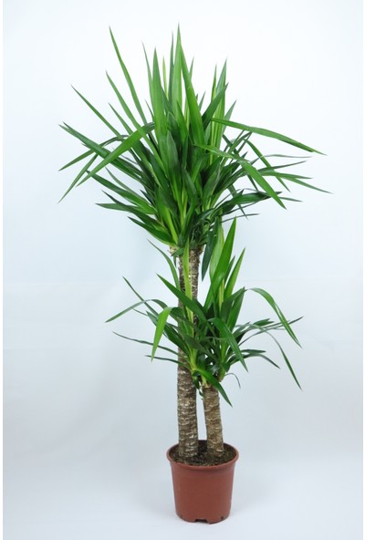 Bitki Tasarımı Yuka 2 Köklü Uzun Bitki Tasarımı Yuka 2 Köklü Uzun