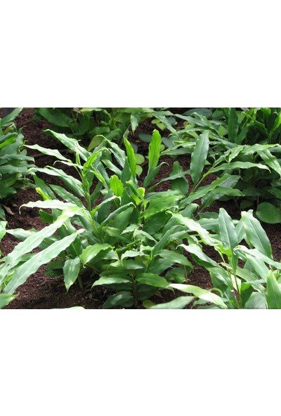 Plantistanbul Elettaria Cardamomum Ginger Kakule Bitkisi Tarçın Çiçeği Plantistanbul Elettaria Cardamomum Ginger Kakule Bitkisi Tarçın Çiçeği