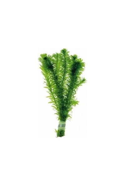 Akvaryum Bitkileri 7 Kök Eledoa Densa Egeria Yavru Saklanması İçin Uygun Akvaryum Bitkisi Akvaryum Bitkileri 7 Kök Eledoa Densa Egeria Yavru Saklanması İçin Uygun Akvaryum Bitkisi