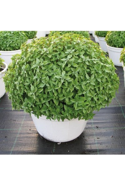 Evdeki Bahçem Çiçek Yetiştirme KitiTop Fesleğen