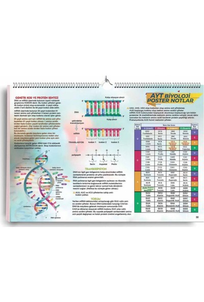 Kr Akademi Yayınları AYT Biyoloji Poster Notlar