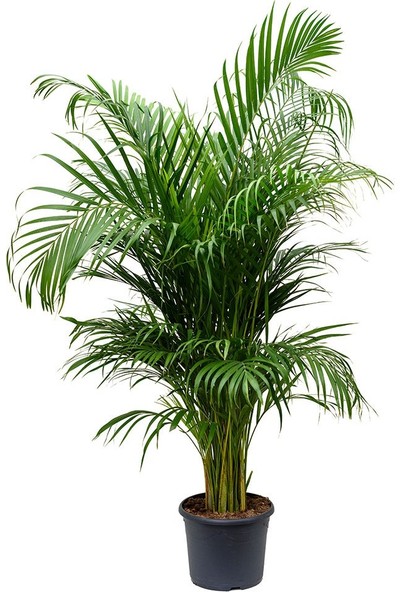 e-Botanik Areka Salon Palmiyesi 80-100 cm Areca Palm