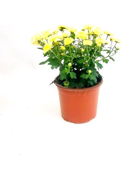 Fidanova Kasımpatı Fidanova Kasımpatı