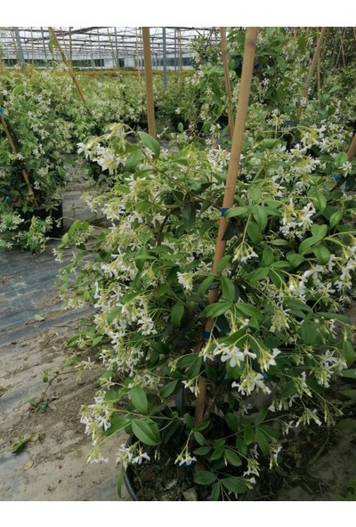 Enfidan Yasemin Jasminium Yoğun Kokulu Sarmaşık