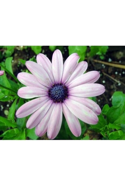 Evdeki Bahçem Çiçek Yetiştirme Kiti Afrika Papatyası Beyaz