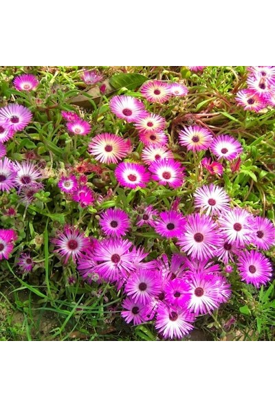 Evdeki Bahçem Çiçek Yetiştirme Kiti Buz Çiçeği