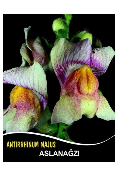 Evdeki Bahçem Çiçek Yetiştirme Kiti Aslanağzı Çiçeği