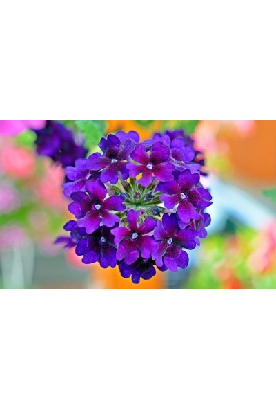 Evdeki Bahçem Çiçek Yetiştirme Kiti Mine Çiçeği Mor