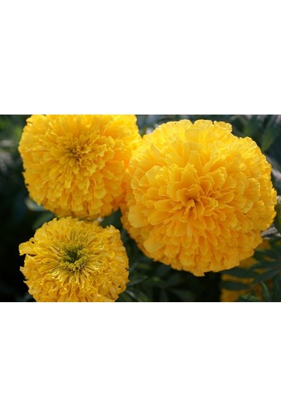 Evdeki Bahçem Çiçek Yetiştirme Kiti Top Kadife (Sarı)