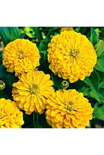 Evdeki Bahçem Çiçek Yetiştirme Kiti Zinnia (Kirli Hanım) Çiçeği Sarı