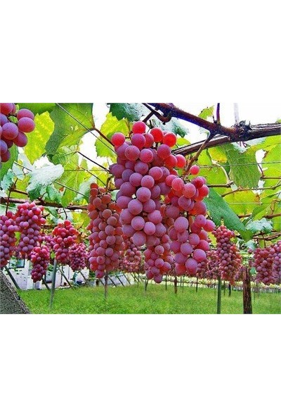 Bursa Tarım Red Globe Üzüm Fidanı